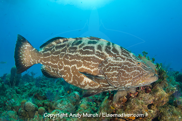 Black Grouper Pictures - images of Mycteroperca bonaci